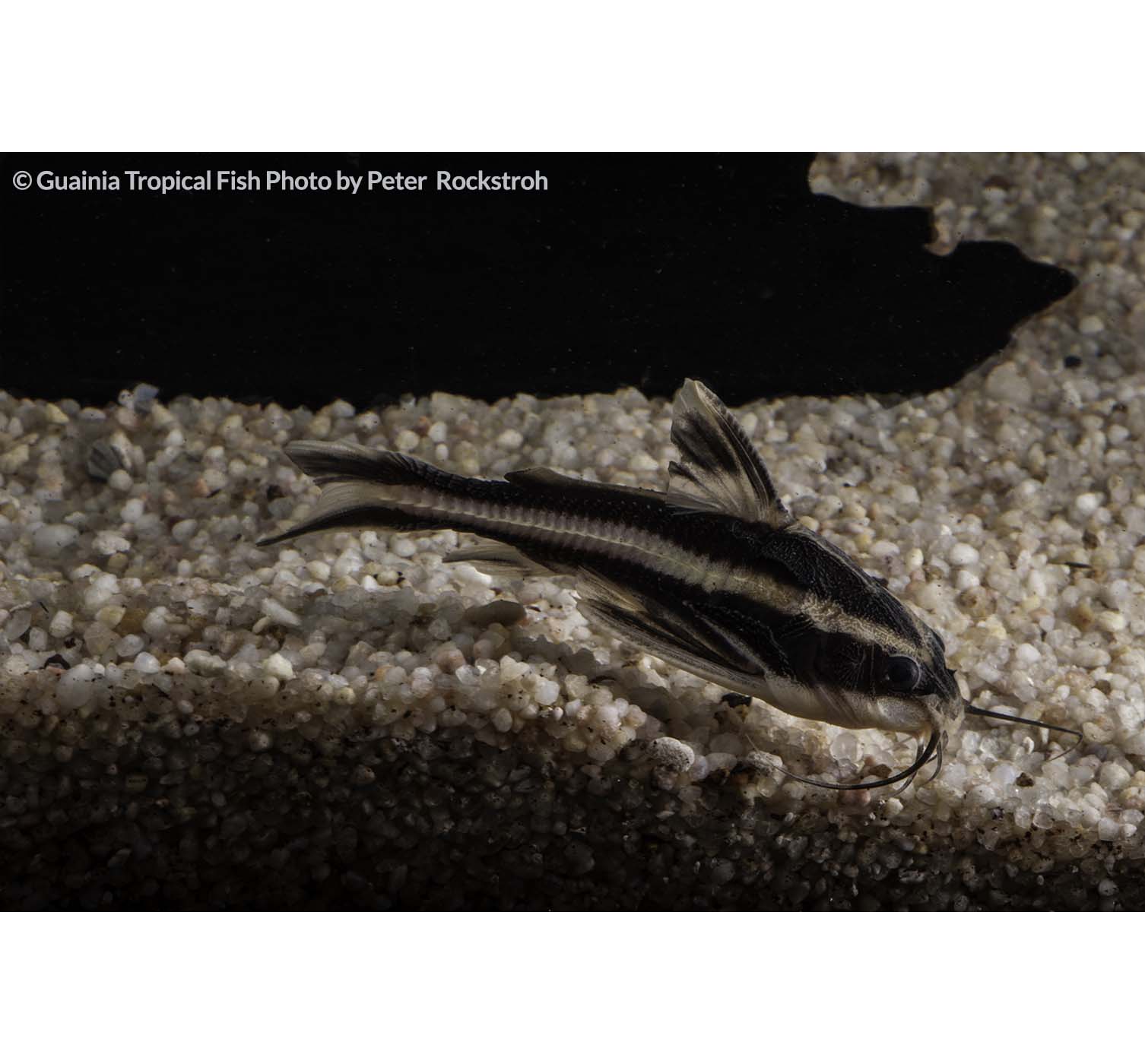 PLATYDORAS COSTATUS – Guainia Tropical Fish – Colombia