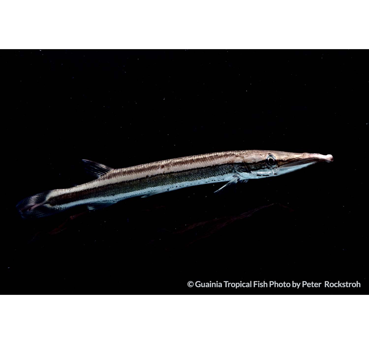 BOULENGERELA MACULATA – Guainia Tropical Fish – Colombia