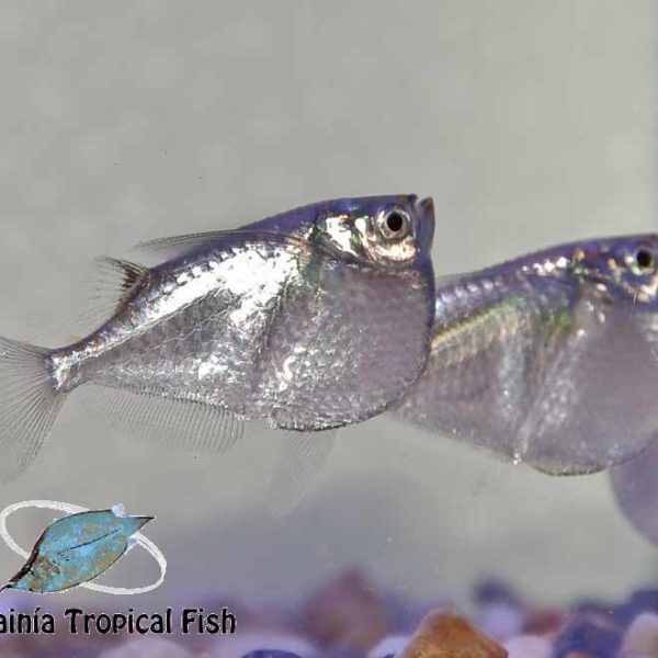 THORACOCHARAX STELLATUS – Guainia Tropical Fish – Colombia