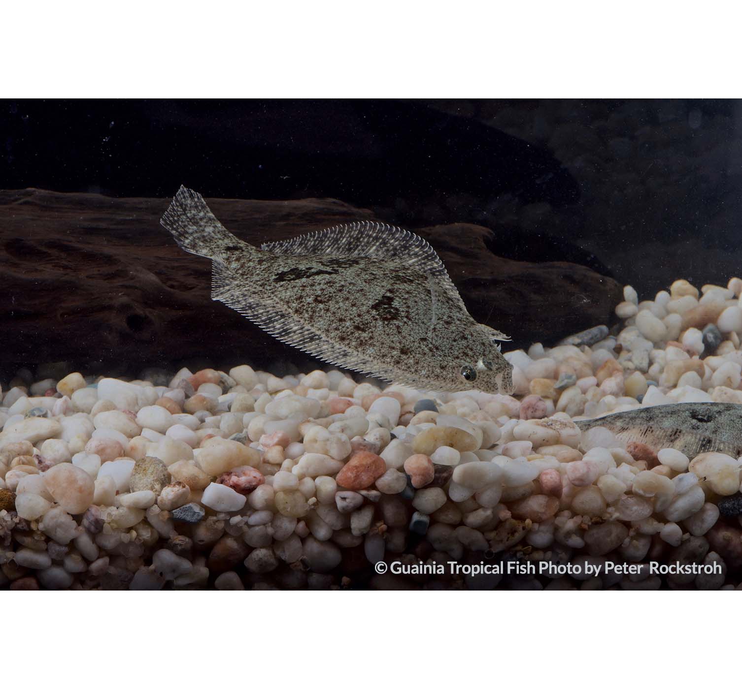 ACHIRUS NOVOAE – Guainia Tropical Fish – Colombia