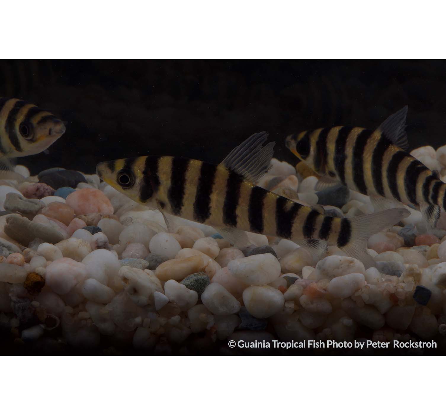 LEPORINUS FASCIATUS – Guainia Tropical Fish – Colombia