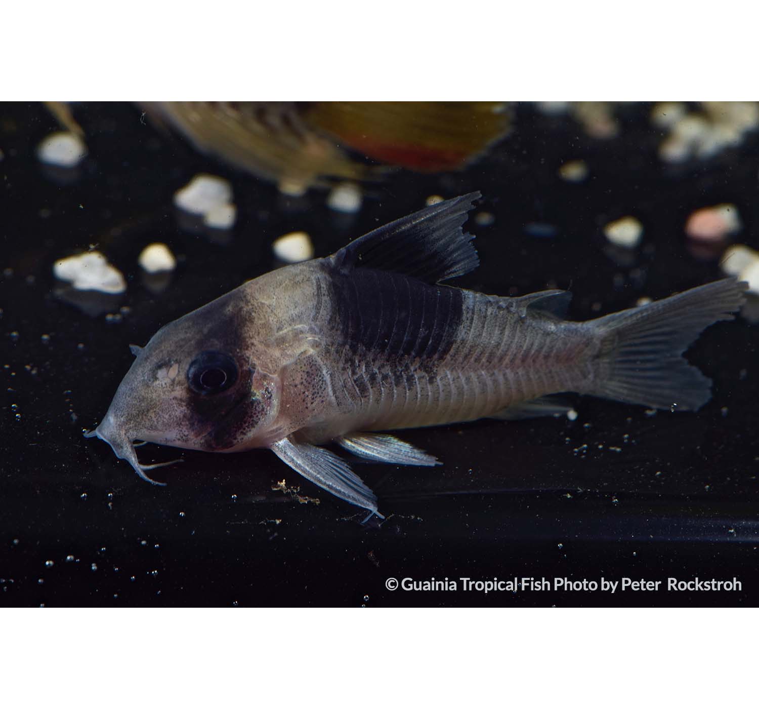 CORYDORAS PUNCTATUS – Guainia Tropical Fish – Colombia