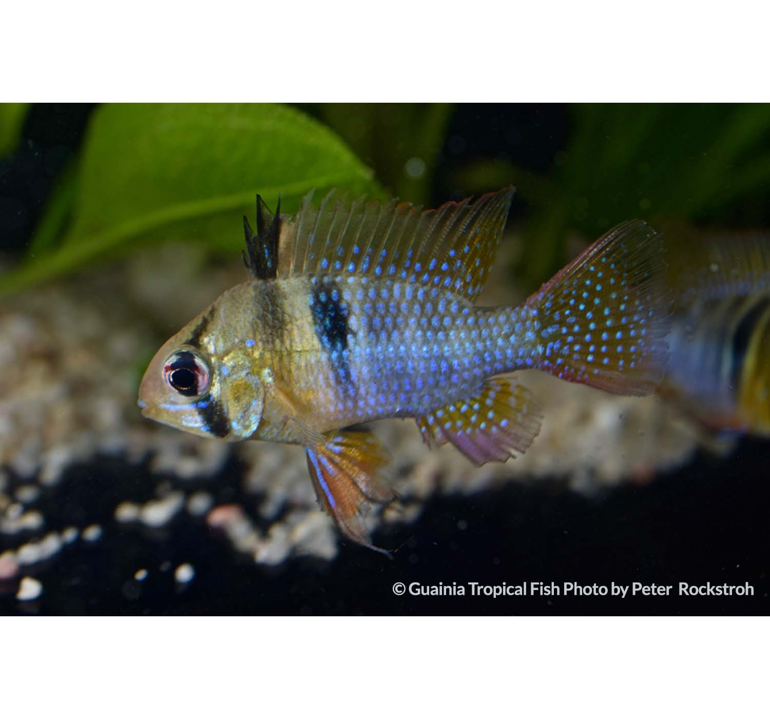 MIKROGEOPHAGUS RAMIREZI – Guainia Tropical Fish – Colombia