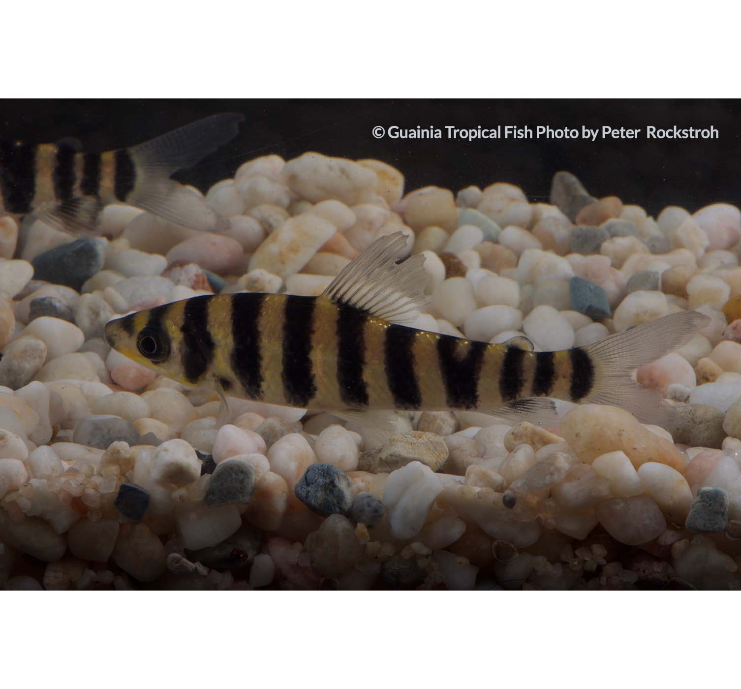 LEPORINUS FASCIATUS – Guainia Tropical Fish – Colombia