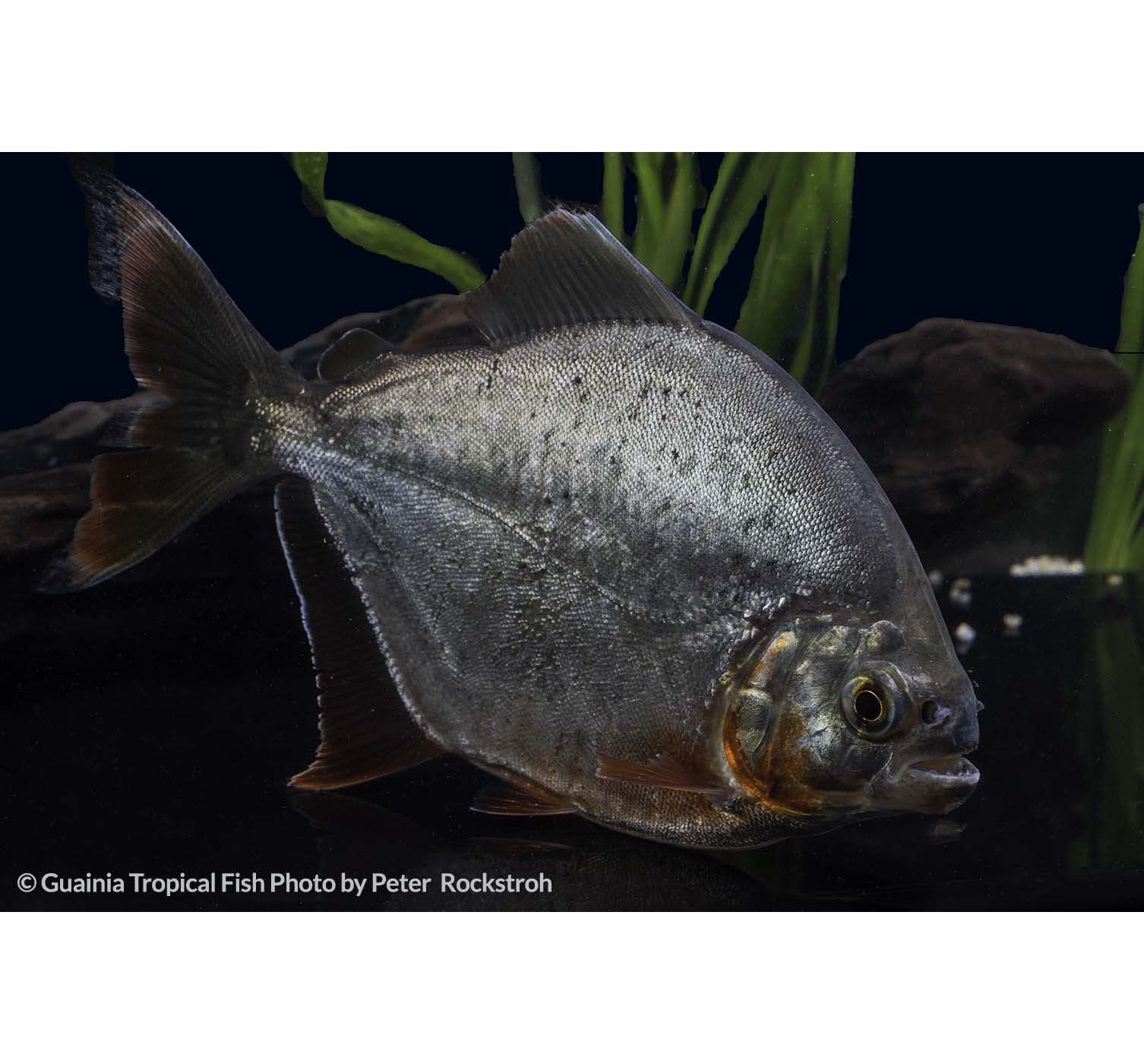 COLOSSOMA MACROPOMUM – Guainia Tropical Fish – Colombia