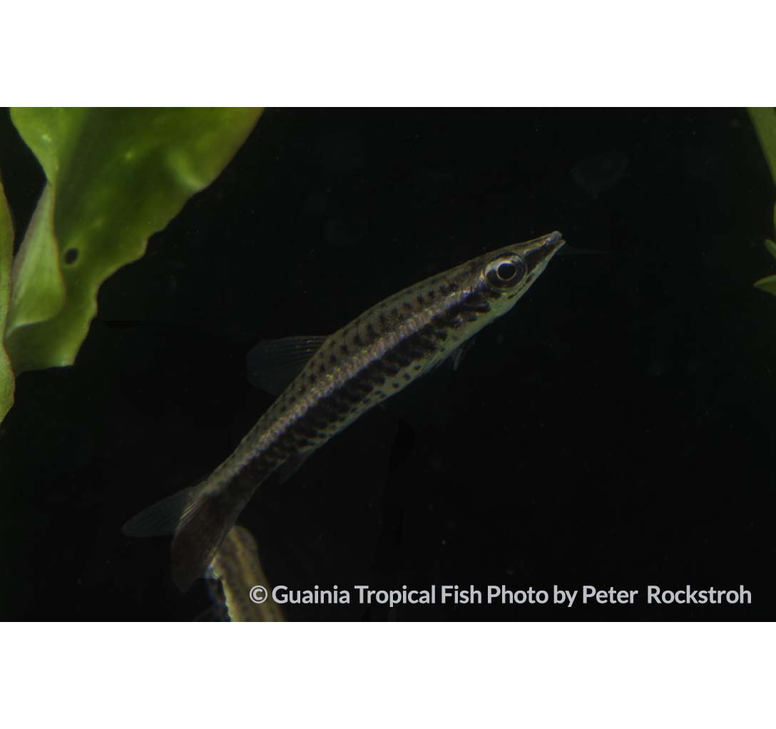 NANNOSTOMUS EQUES – Guainia Tropical Fish – Colombia