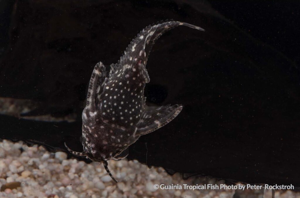 AGAMYXIS PECTINIFRONS – Guainia Tropical Fish – Colombia