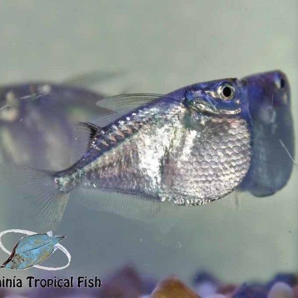 THORACOCHARAX STELLATUS – Guainia Tropical Fish – Colombia