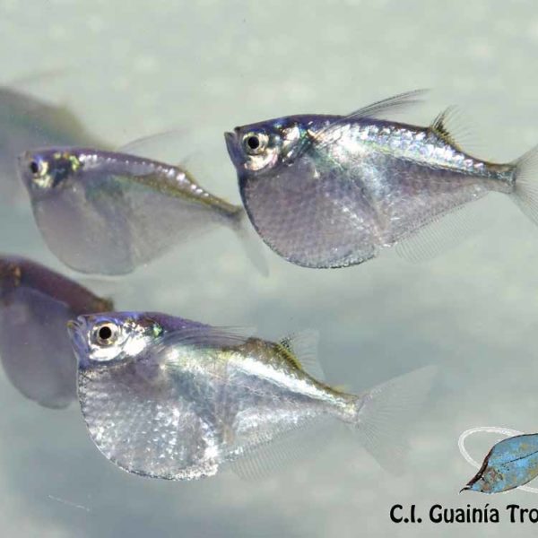 THORACOCHARAX STELLATUS – Guainia Tropical Fish – Colombia