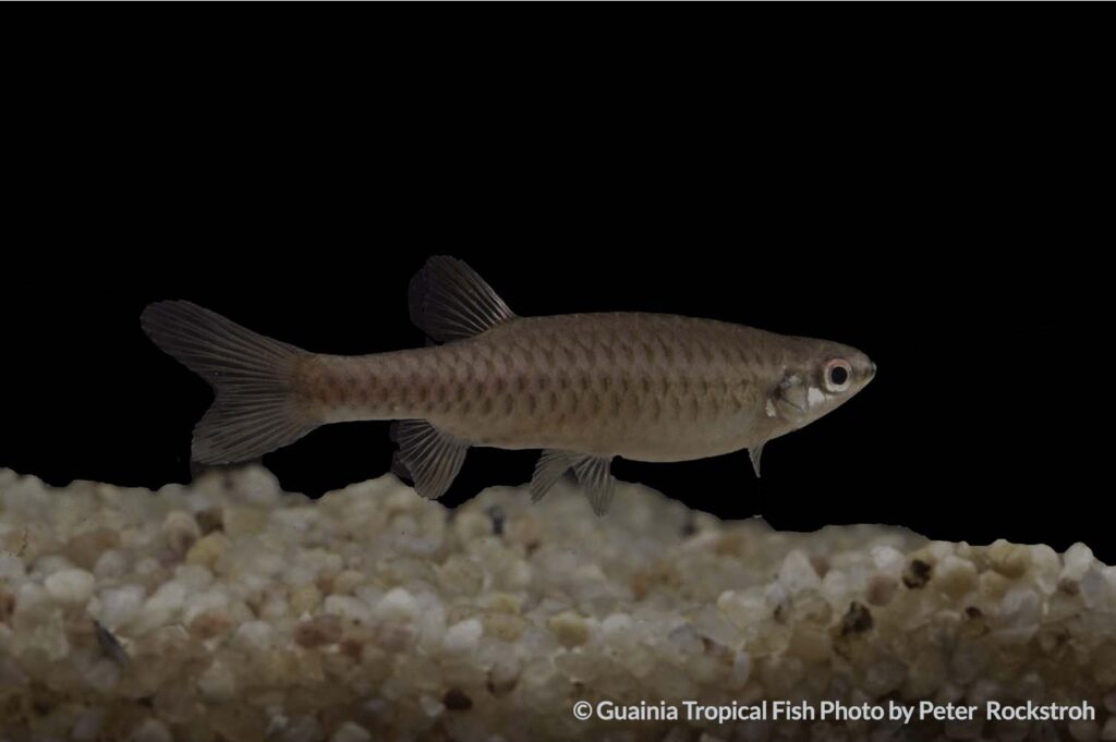 COPELLA ARNOLDI – Guainia Tropical Fish – Colombia