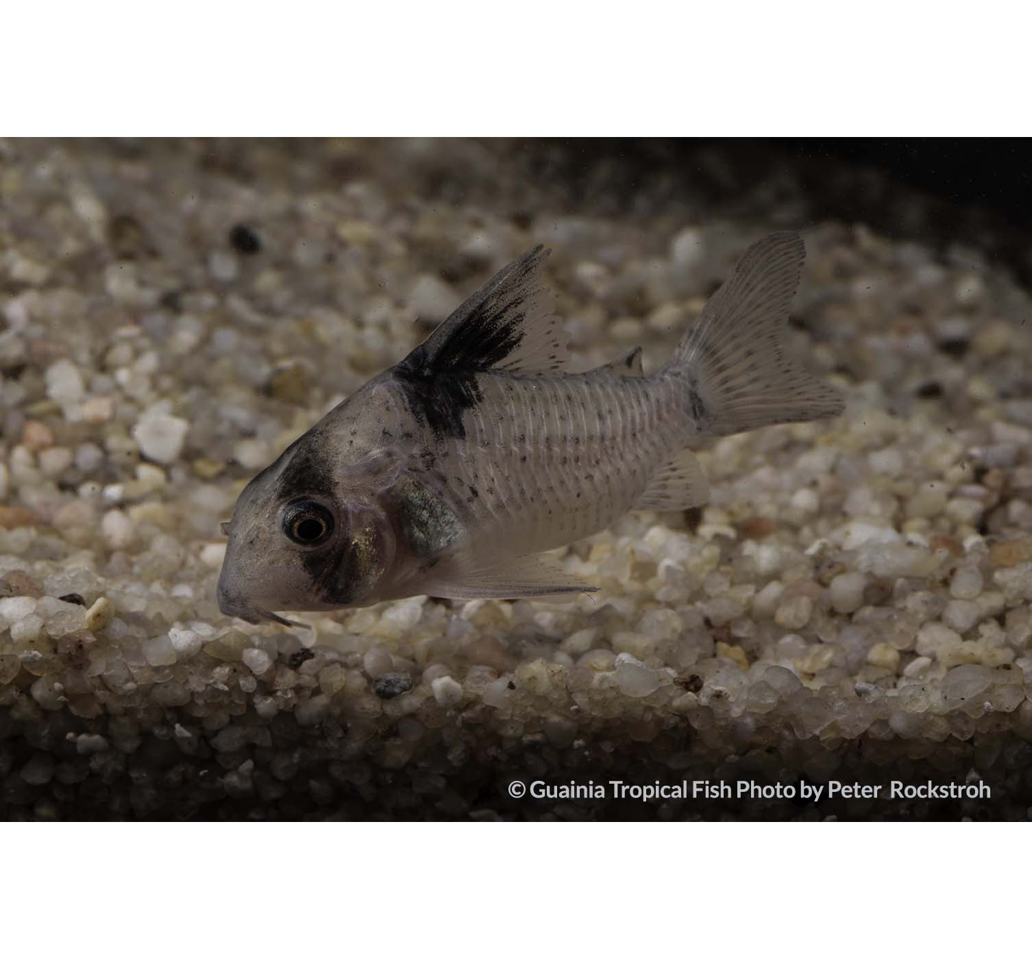 CORYDORAS PUNCTATUS – Guainia Tropical Fish – Colombia