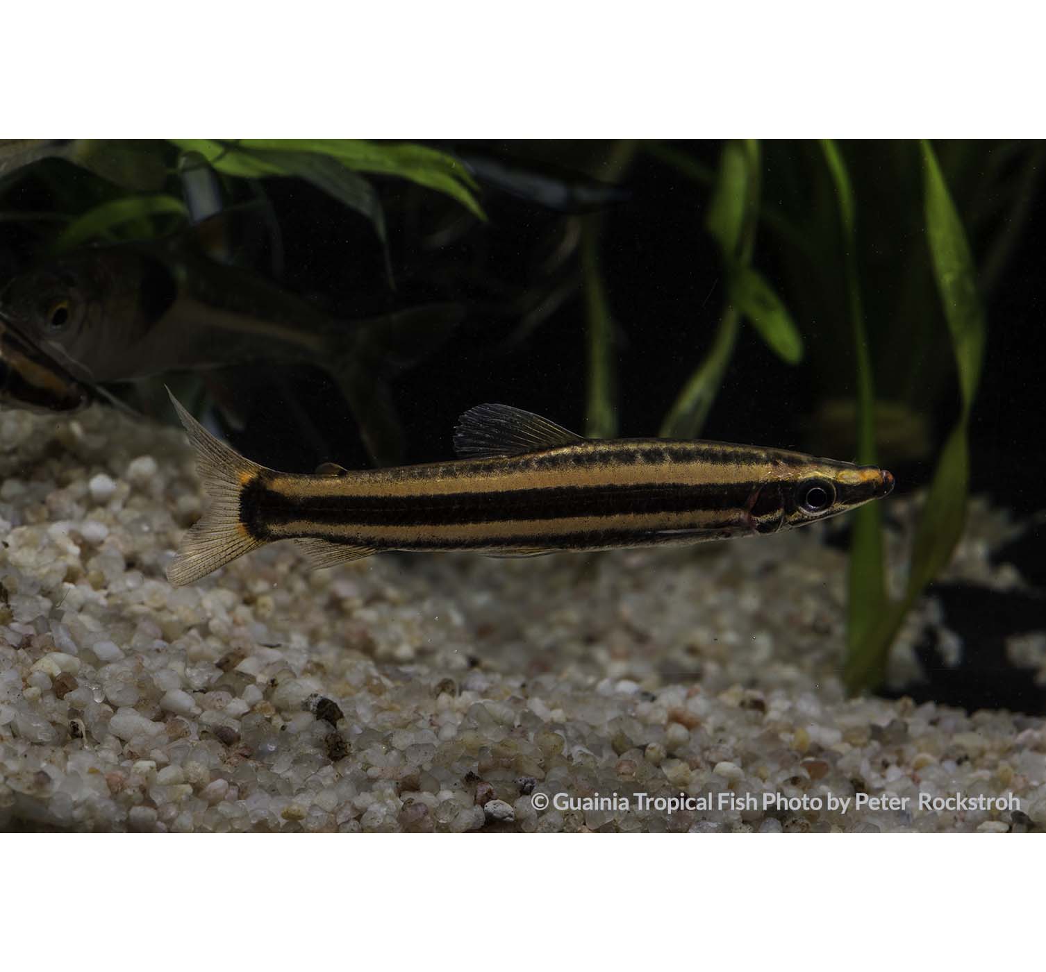 ANOSTOMUS ANOSTOMUS – Guainia Tropical Fish – Colombia