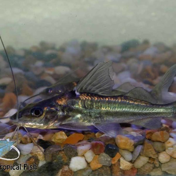 PIMELODUS ALBOFASCIATUS – Guainia Tropical Fish – Colombia