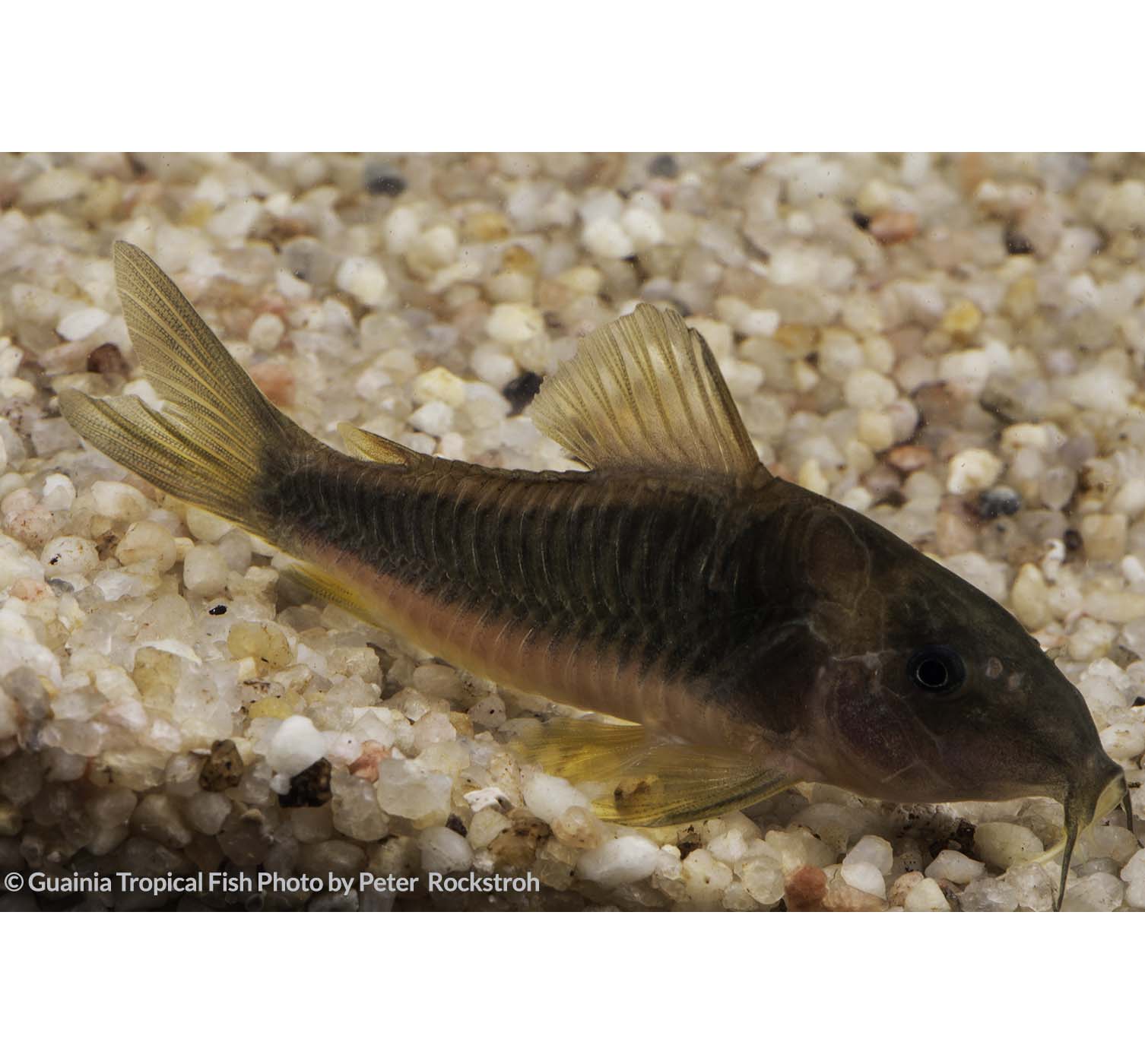 CORYDORAS PUNCTATUS – Guainia Tropical Fish – Colombia