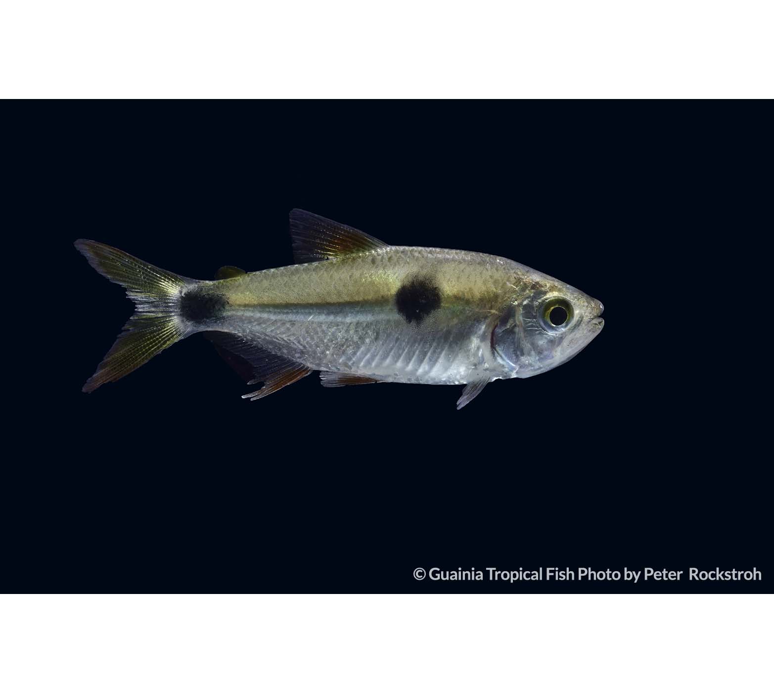 EXODON PARADOXUS – Guainia Tropical Fish – Colombia