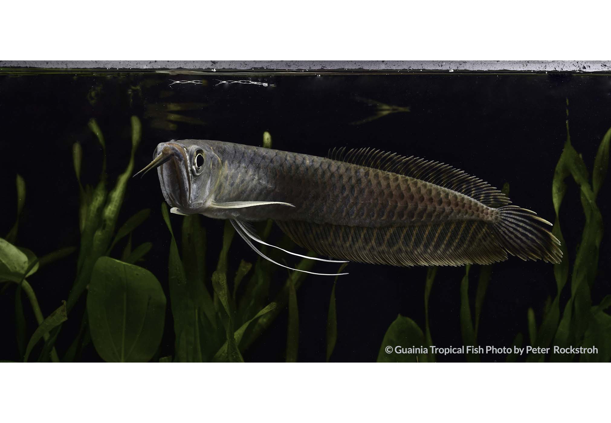 OSTEOGLASSUM BICIRRHOSUM – Guainia Tropical Fish – Colombia
