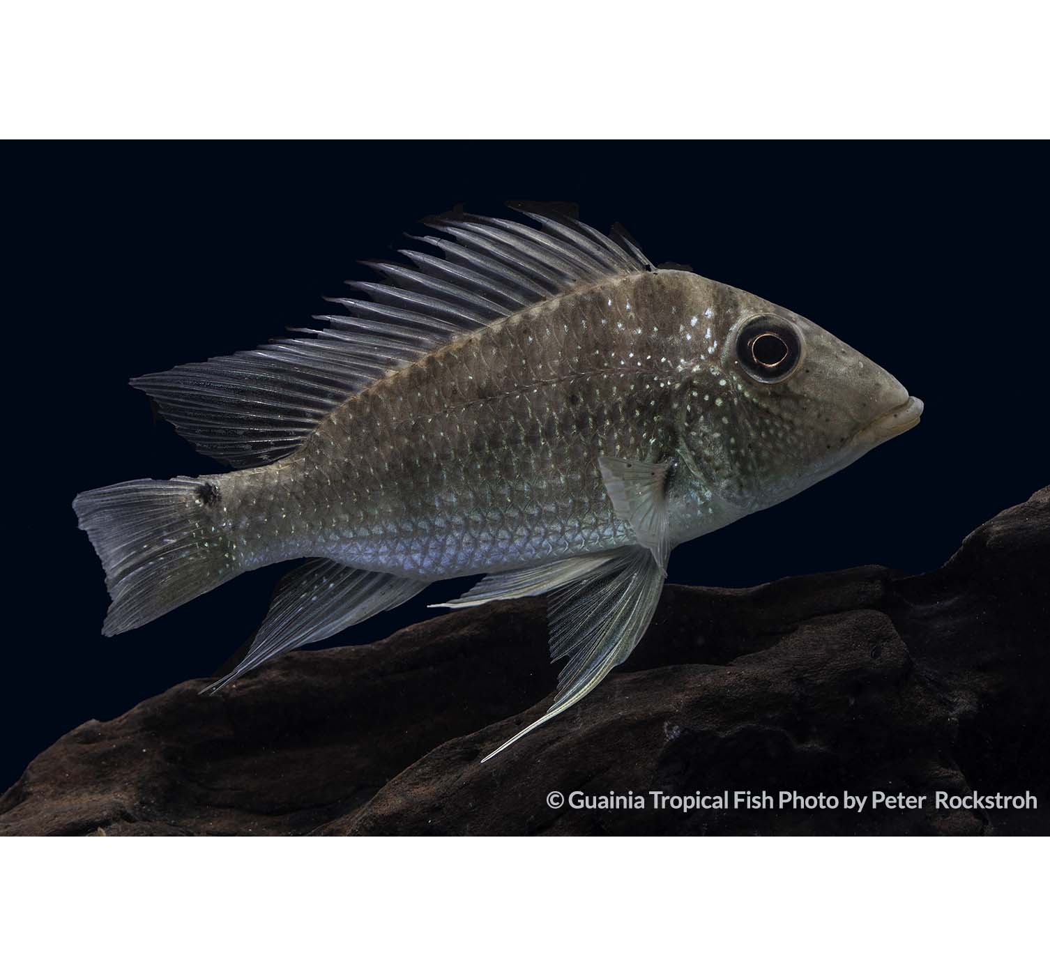 SATANOPERCA MAPIRITENSIS – Guainia Tropical Fish – Colombia