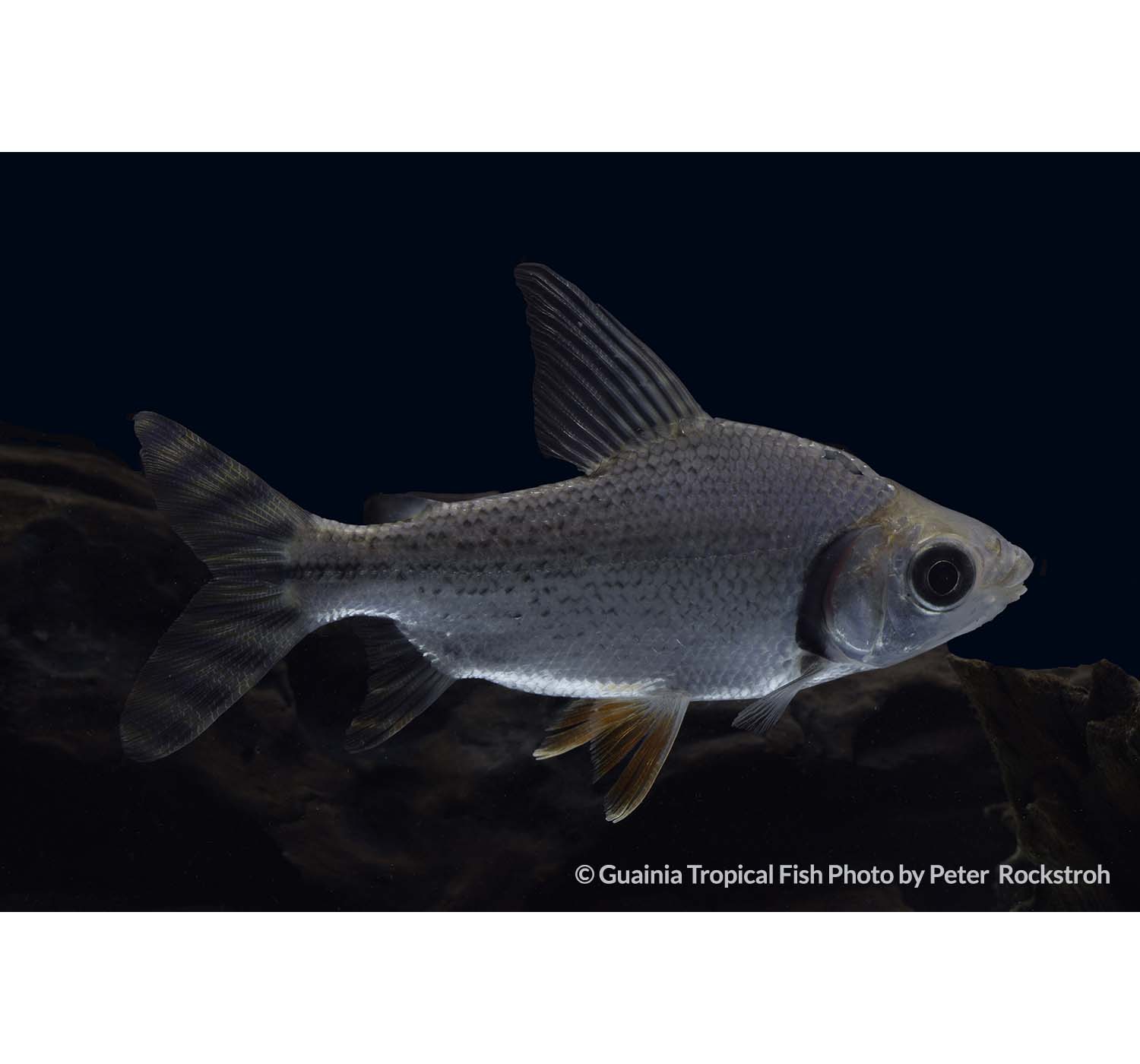 SEMAPROCHILODUS TAENIURUS – Guainia Tropical Fish – Colombia