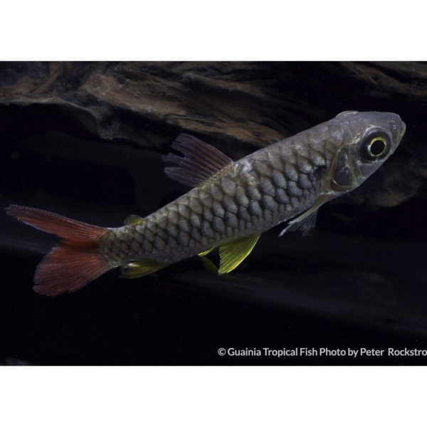 CHALCEUS ERYTHRURUS – Guainia Tropical Fish – Colombia