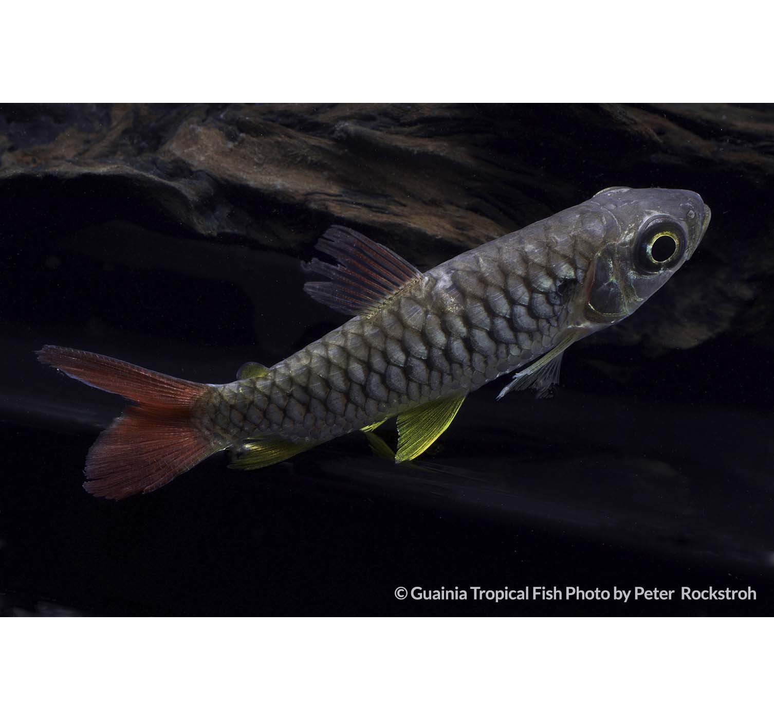 CHALCEUS ERYTHRURUS – Guainia Tropical Fish – Colombia