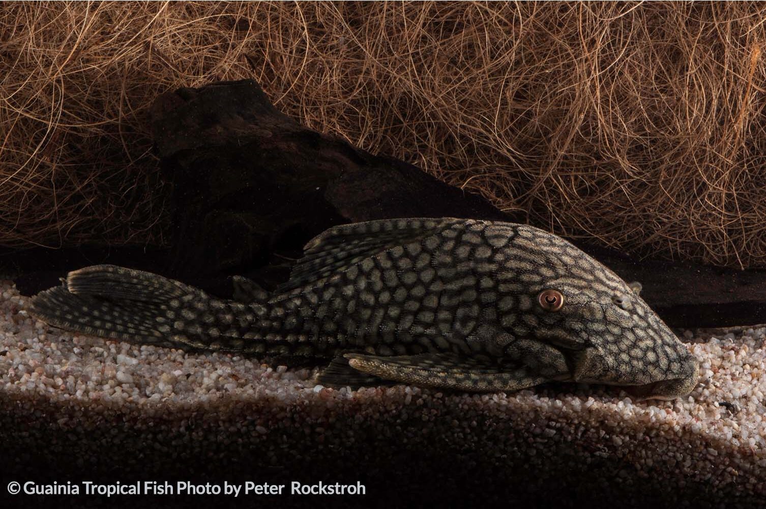 Guainia Tropical Fish – Colombia – Ornamental Fish for Export