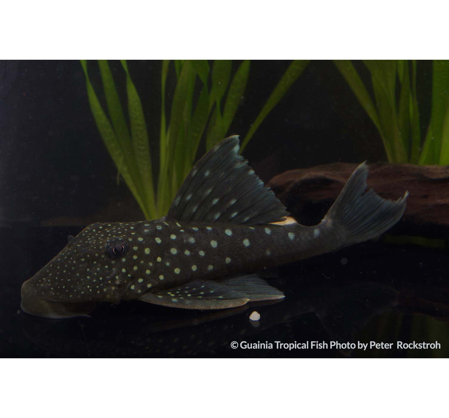 PTERYGOPLICHTHYS GIBBICEPS SP RIO NEGRO – Guainia Tropical Fish – Colombia