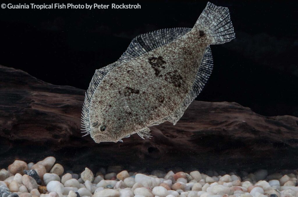 Products – Guainia Tropical Fish – Colombia