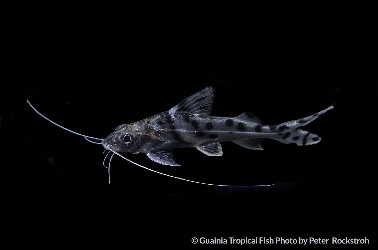 Guainia Tropical Fish – Colombia – Ornamental Fish for Export